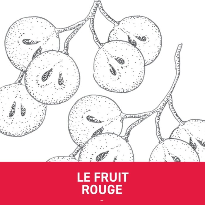 Le Fruit Rouge | RAW WINE